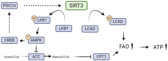 IJMS | Free Full-Text | The Role of Mitochondrial Sirtuins (SIRT3 ...