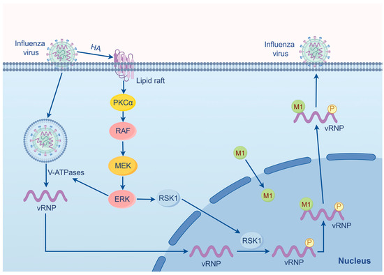 Repurposing Anticancer Drugs Targeting the MAPK/ERK Signaling Pathway ...