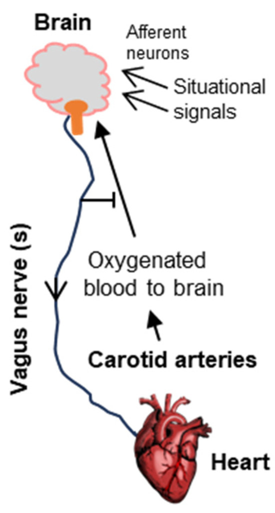 The Brain–Heart Network of Syncope