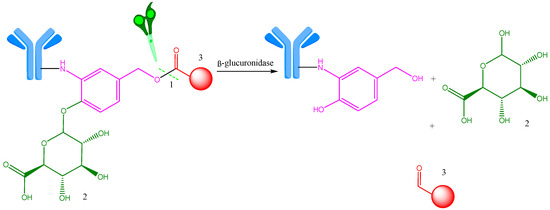 Antibody–Drug Conjugates—Evolution and Perspectives