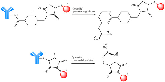 Antibody–Drug Conjugates—Evolution and Perspectives