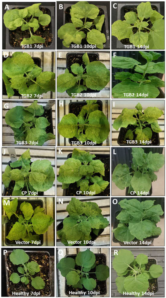 Investigating the Roles of Coat Protein and Triple Gene Block Proteins ...