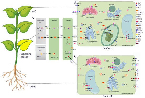 Molecular Mechanisms of Plant Responses to Copper: From Deficiency to ...