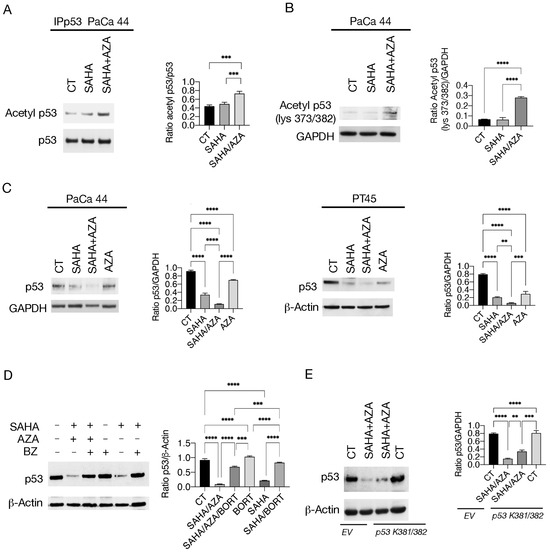 SAHA/5-AZA Enhances Acetylation and Degradation of mutp53, Upregulates ...