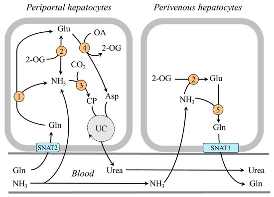 Origin and Roles of Alanine and Glutamine in Gluconeogenesis in the ...