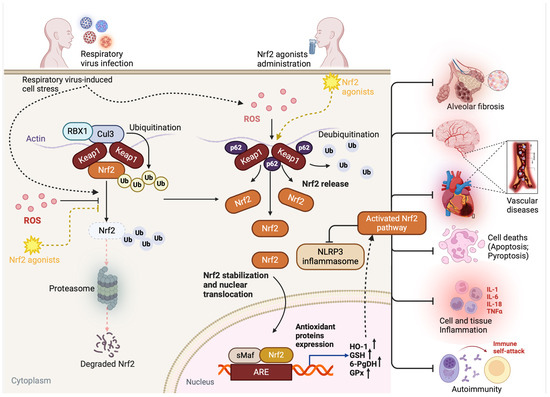 The Role of the Nrf2 Pathway in Airway Tissue Damage Due to Viral ...