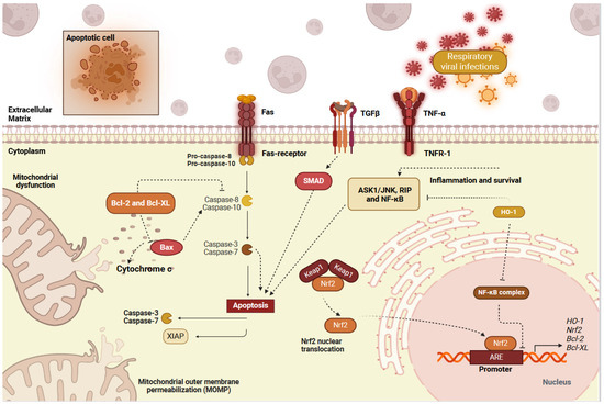 IJMS | Free Full-Text | The Role of the Nrf2 Pathway in Airway Tissue Damage Due to Viral ...