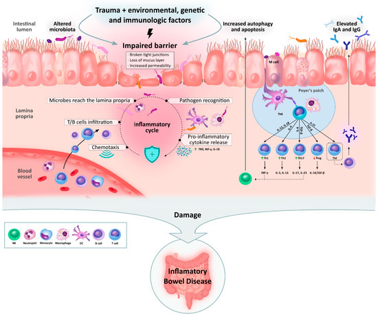 Inflammatory Bowel Disease: A Comprehensive Analysis of Molecular Bases ...