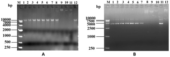 Prokaryotic Expression and Functional Verification of Antimicrobial ...