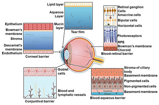 Nanostructure-Mediated Transport of Therapeutics through Epithelial ...