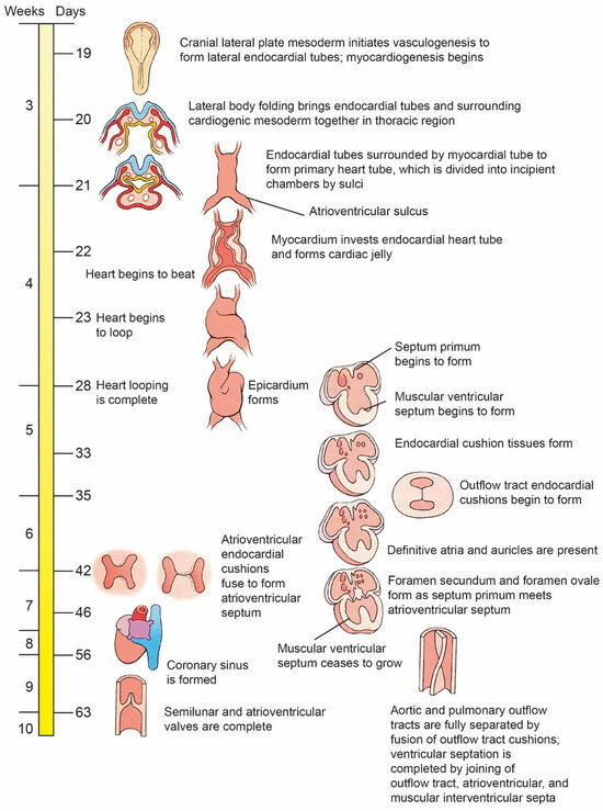 IJMS | Free Full-Text | Cardiac Development and Factors Influencing the ...