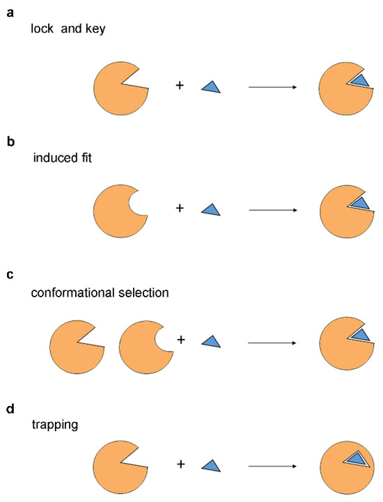 Binding Affinity Determination in Drug Design: Insights from Lock and ...