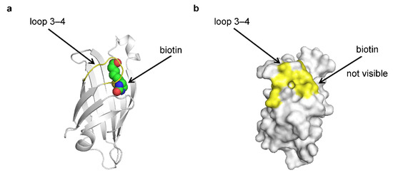 Binding Affinity Determination in Drug Design: Insights from Lock and ...