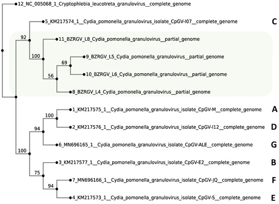 IJMS | Free Full-Text | Assembly and Genome Annotation of Different ...
