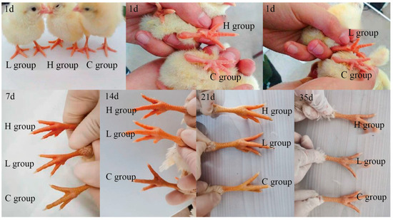 The Effects of Different Doses of Canthaxanthin in the Diet of Laying ...