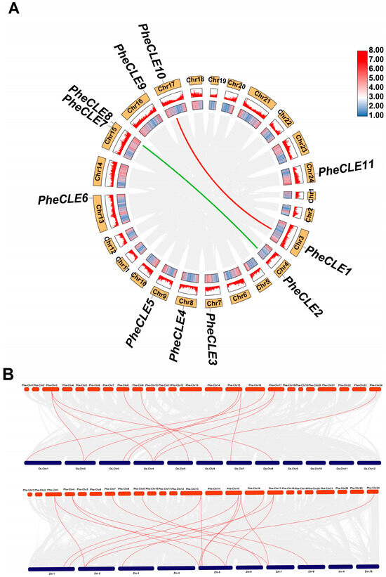 Uncovering PheCLE1 and PheCLE10 Promoting Root Development Based on ...
