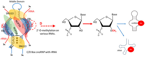 SnoRNAs: Exploring Their Implication in Human Diseases