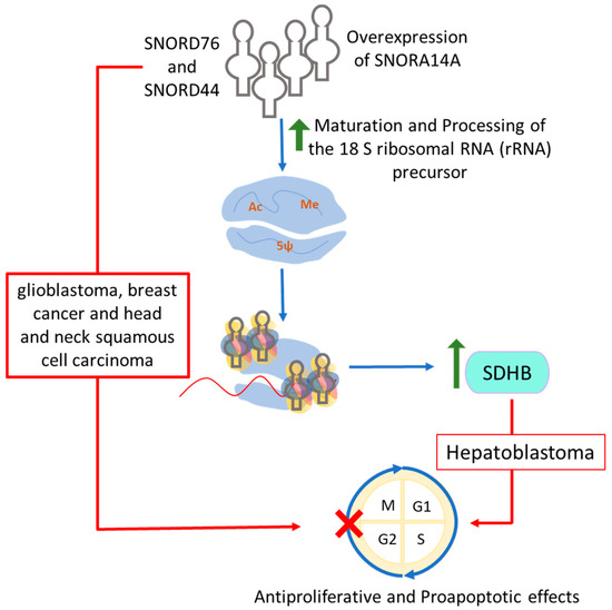 SnoRNAs: Exploring Their Implication in Human Diseases
