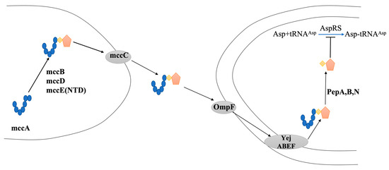 Microcin C7 as a Potential Antibacterial-Immunomodulatory Agent in the ...