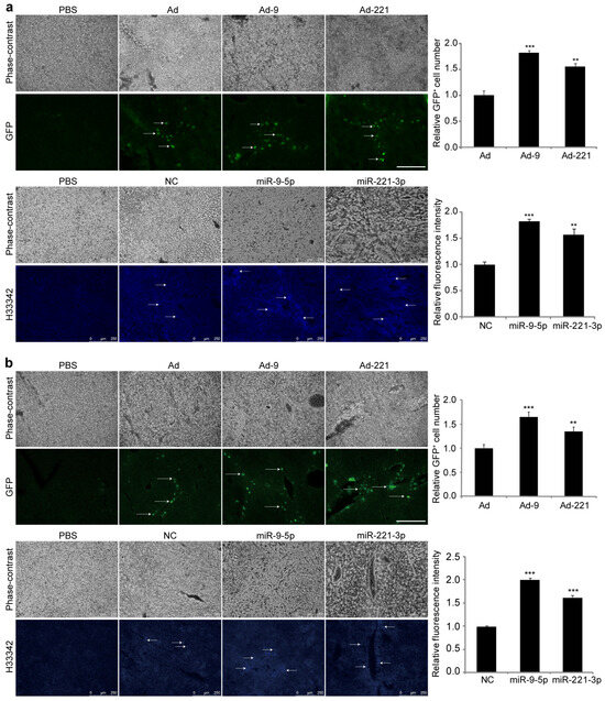 miR-9-5p and miR-221-3p Promote Human Mesenchymal Stem Cells to ...
