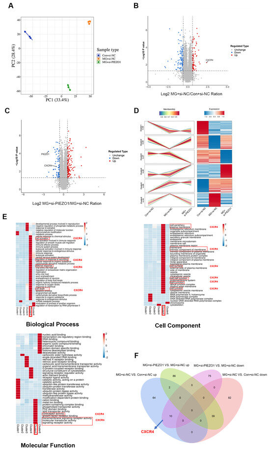 PIEZO1 Promotes the Migration of Endothelial Cells via Enhancing CXCR4 ...