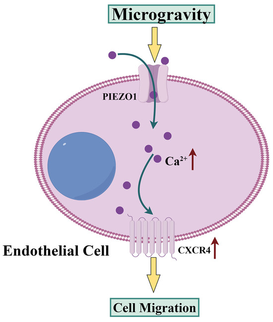 PIEZO1 Promotes the Migration of Endothelial Cells via Enhancing CXCR4 ...