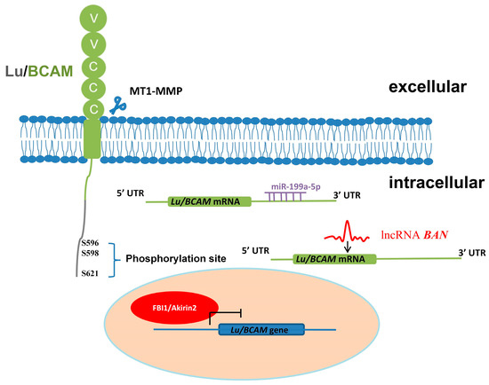 The Role of Lutheran/Basal Cell Adhesion Molecule in Hematological ...