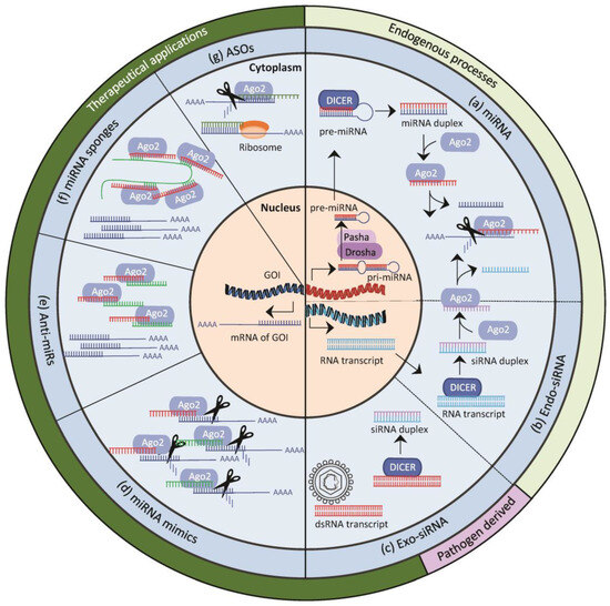 Non-Coding RNA in Tumor Cells and Tumor-Associated Myeloid Cells ...