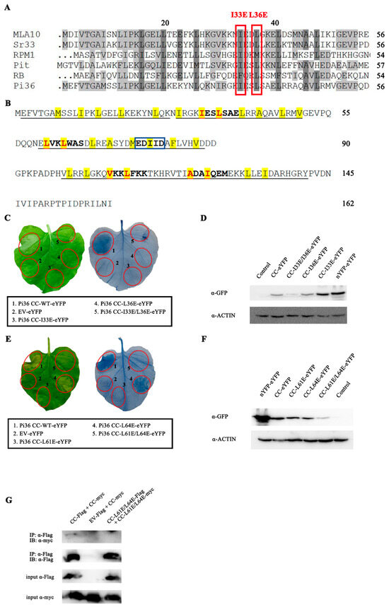 Activation and Autoinhibition Mechanisms of NLR Immune Receptor Pi36 in ...