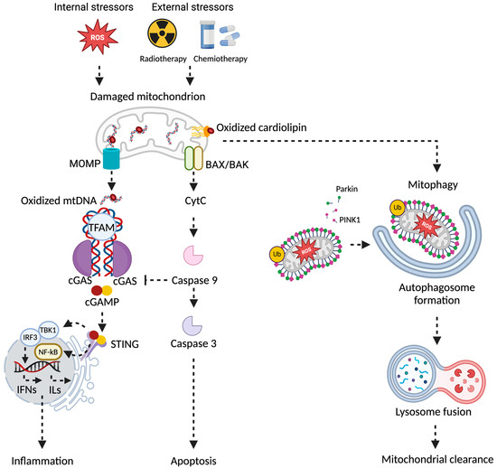 Mitochondrial Quality Control Processes at the Crossroads of Cell Death ...