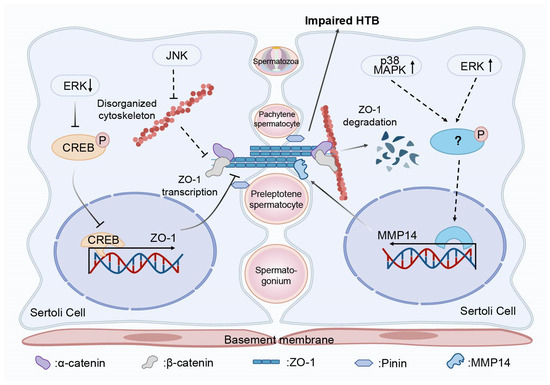 ERK/CREB and p38 MAPK/MMP14 Signaling Pathway Influences Spermatogenesis through Regulating the ...
