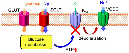 Mechanisms and Functions of Sweet Reception in Oral and Extraoral Organs