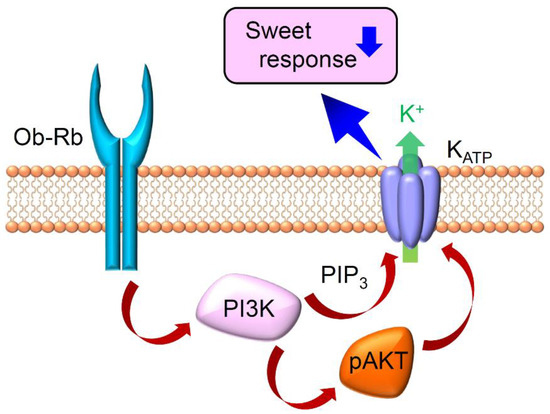 Mechanisms and Functions of Sweet Reception in Oral and Extraoral Organs