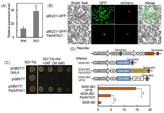 IJMS | Free Full-Text | PpGATA21 Enhances the Expression of PpGA2ox7 to Regulate the Mechanism ...