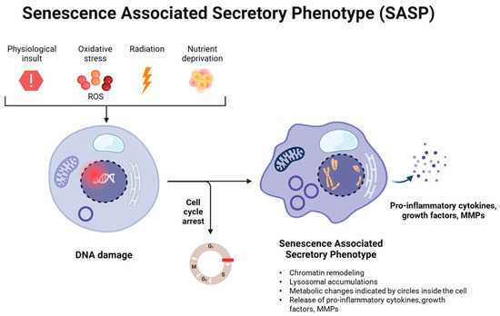 Cellular Senescence and Inflammaging in the Bone: Pathways, Genetics ...