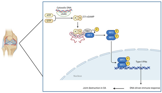 Cellular Senescence and Inflammaging in the Bone: Pathways, Genetics ...
