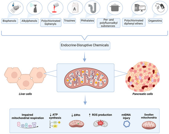 Liver and Pancreatic Toxicity of Endocrine-Disruptive Chemicals: Focus ...