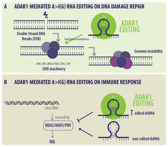 ADAR-Mediated A>I(G) RNA Editing in the Genotoxic Drug Response of ...