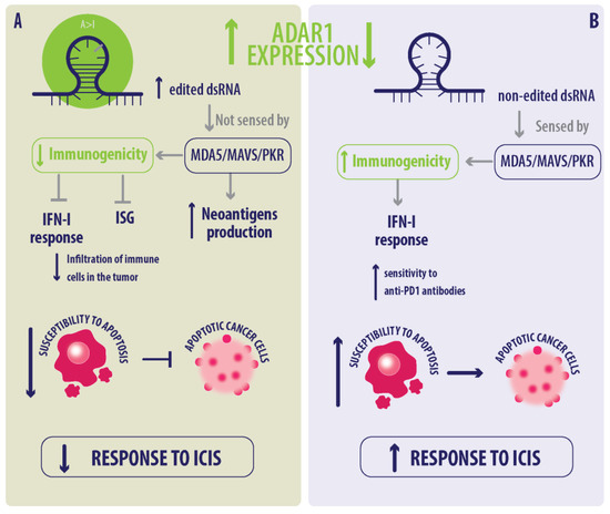 ADAR-Mediated A>I(G) RNA Editing in the Genotoxic Drug Response of ...