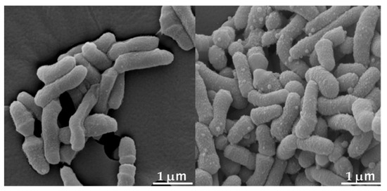 Antimicrobial Activity of Positively Charged Oligopeptides with ...