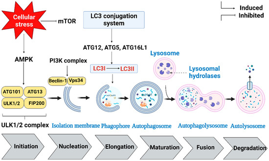 Blockage of Autophagy for Cancer Therapy: A Comprehensive Review