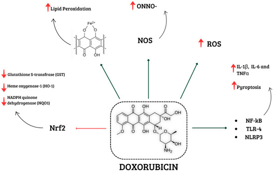 Role of Oxidative Stress and Inflammation in Doxorubicin-Induced ...