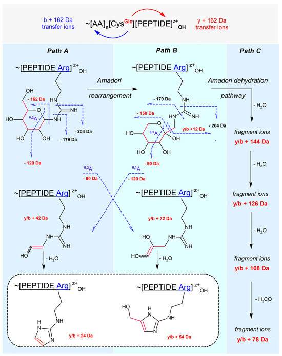 Evidence of Gas Phase Glucosyl Transfer and Glycation in the CID/HCD ...