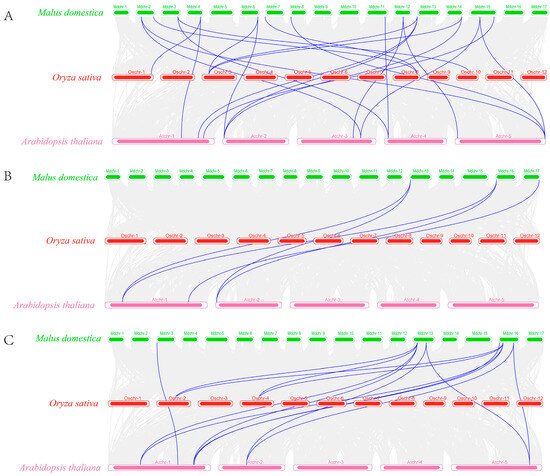 Identification of Apple Flower Development-Related Gene Families and ...