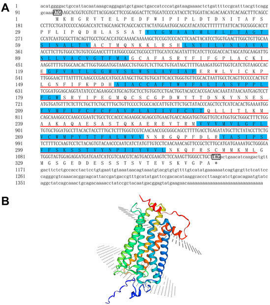 Sws2 Gene Positively Regulates Melanin Production in Plectropomus ...