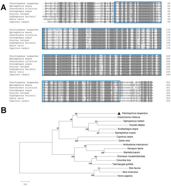 Sws2 Gene Positively Regulates Melanin Production in Plectropomus ...