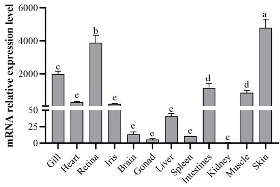 Sws2 Gene Positively Regulates Melanin Production in Plectropomus ...