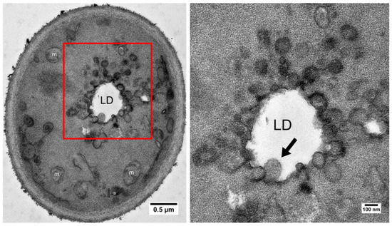 How to Survive without Water: A Short Lesson on the Desiccation ...