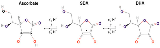 Molecular Pharmacology of Vitamin C and Relevance to Health and Obesity ...