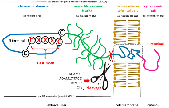 Chemokine CX3CL1 (Fractalkine) Signaling and Diabetic Encephalopathy